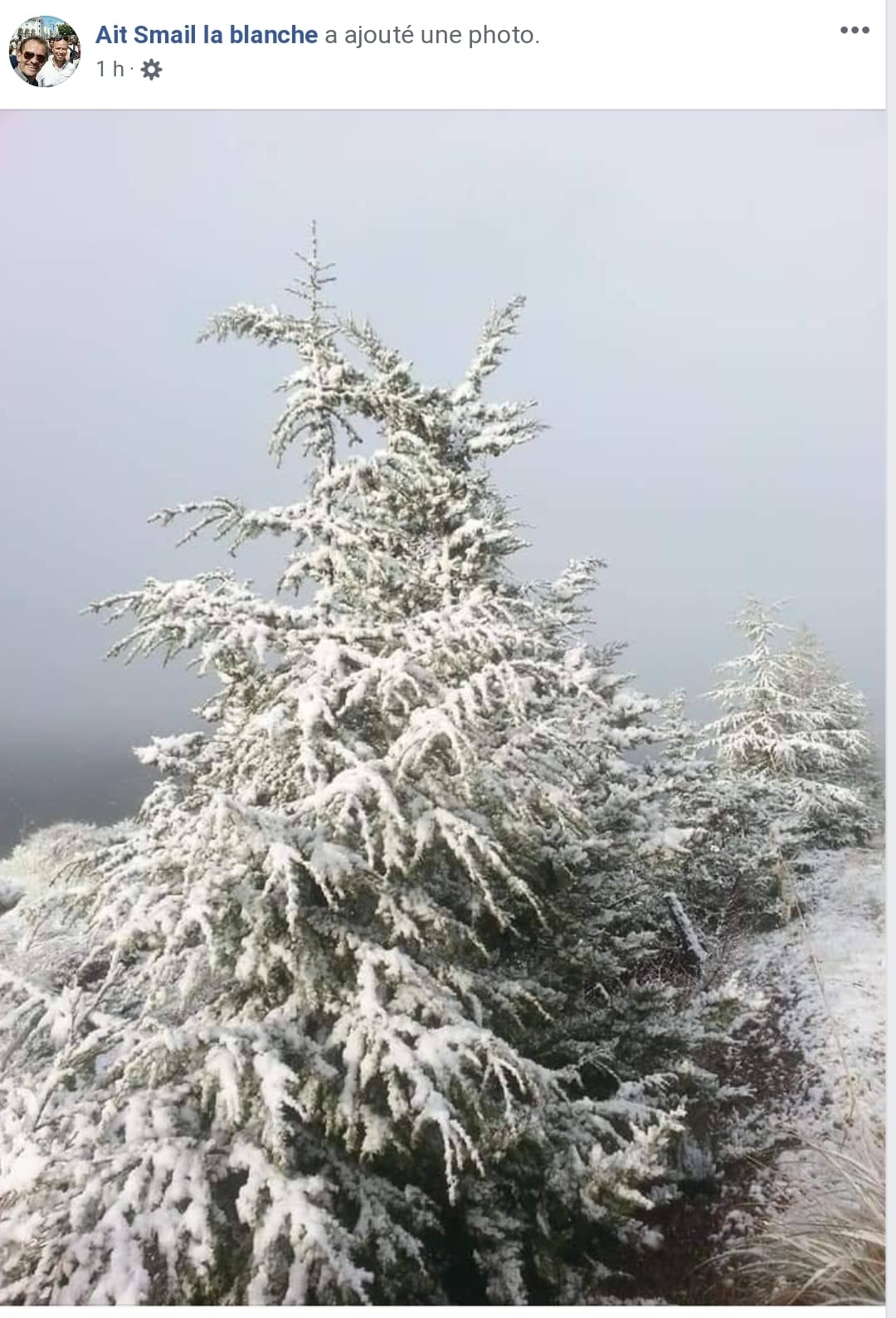 VIDÉO. Chutes de neige dans plusieurs régions d'Algérie — TSA
