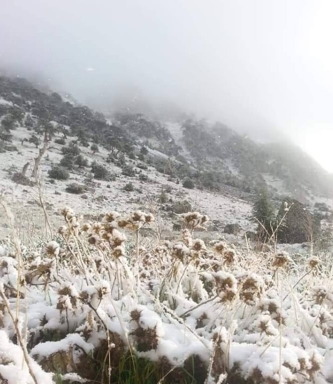 VIDÉO. Chutes de neige dans plusieurs régions d'Algérie — TSA