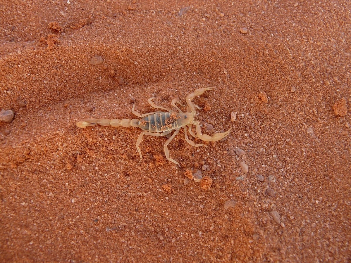 Lutte anti-scorpion : les conseils de l’Institut Pasteur d’Algérie