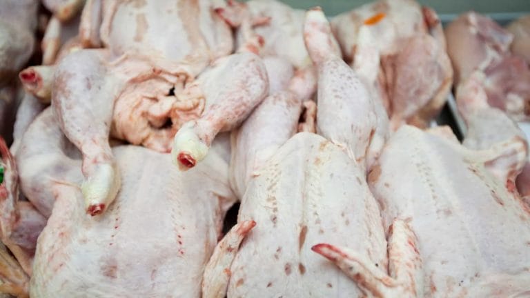 Algérie : les prix du poulet en chute libre, des poussins jetés dans la ...